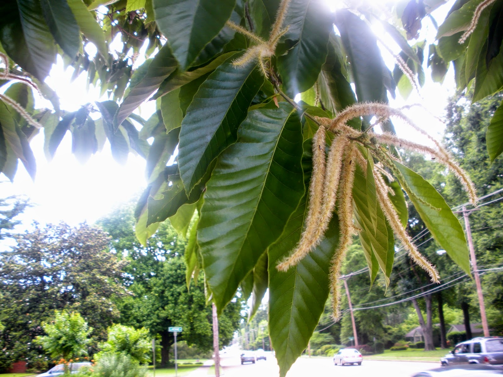 Memphis Trees: Rare trees