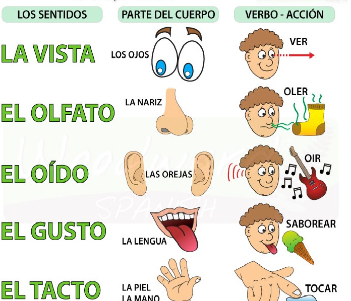 El cuerpo humano: ¿Que sentidos hay y para que sirven?