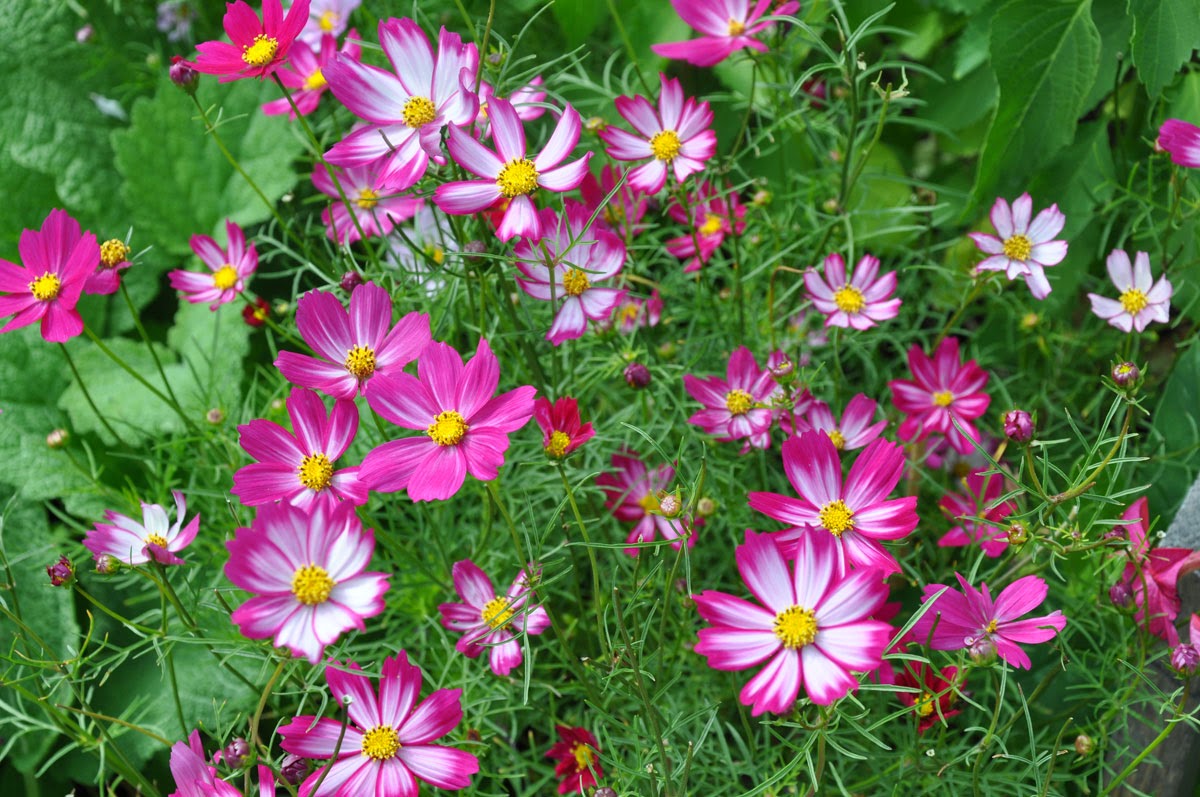 Seminte si plante de gradina hobby: Cosmos bipinnatus
