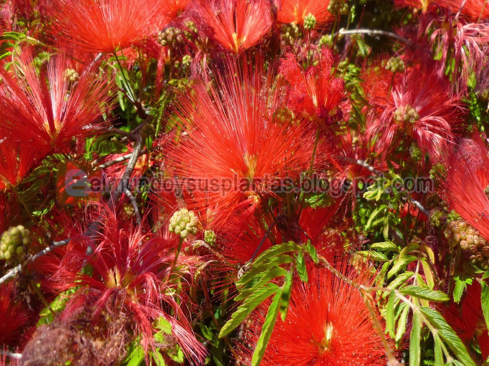 Nombre Científico o Latino Calliandra tweedii, nombre común o vulgar ...