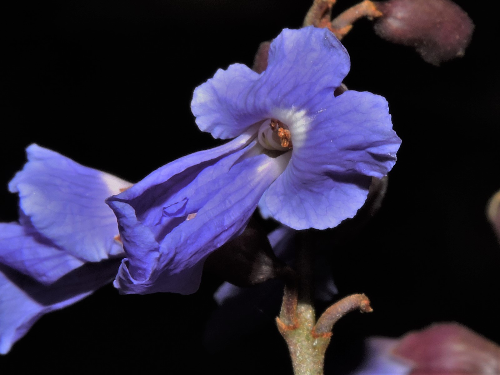 Fabaceae - Leguminosae no Brasil: Fabaceae - Bowdichia virgilioides ...