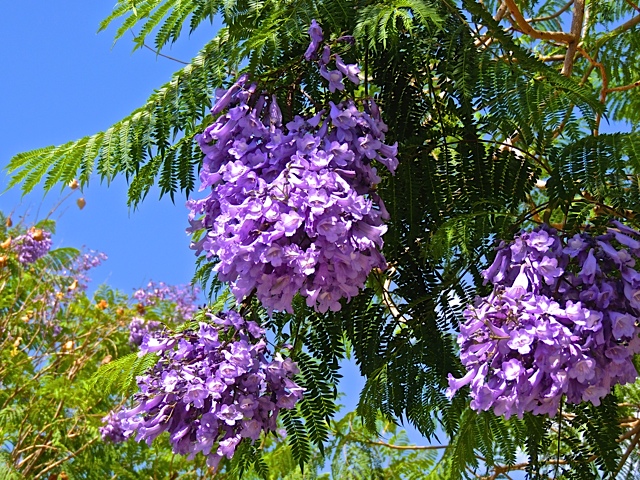 Phoenix Daily Photo: Earth Day!