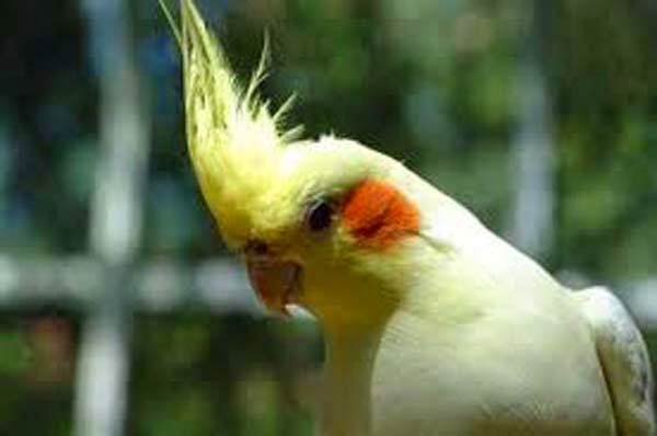 Bangla moon : Cockatiel Bird পালনে ব্যাবসায়িক দিক