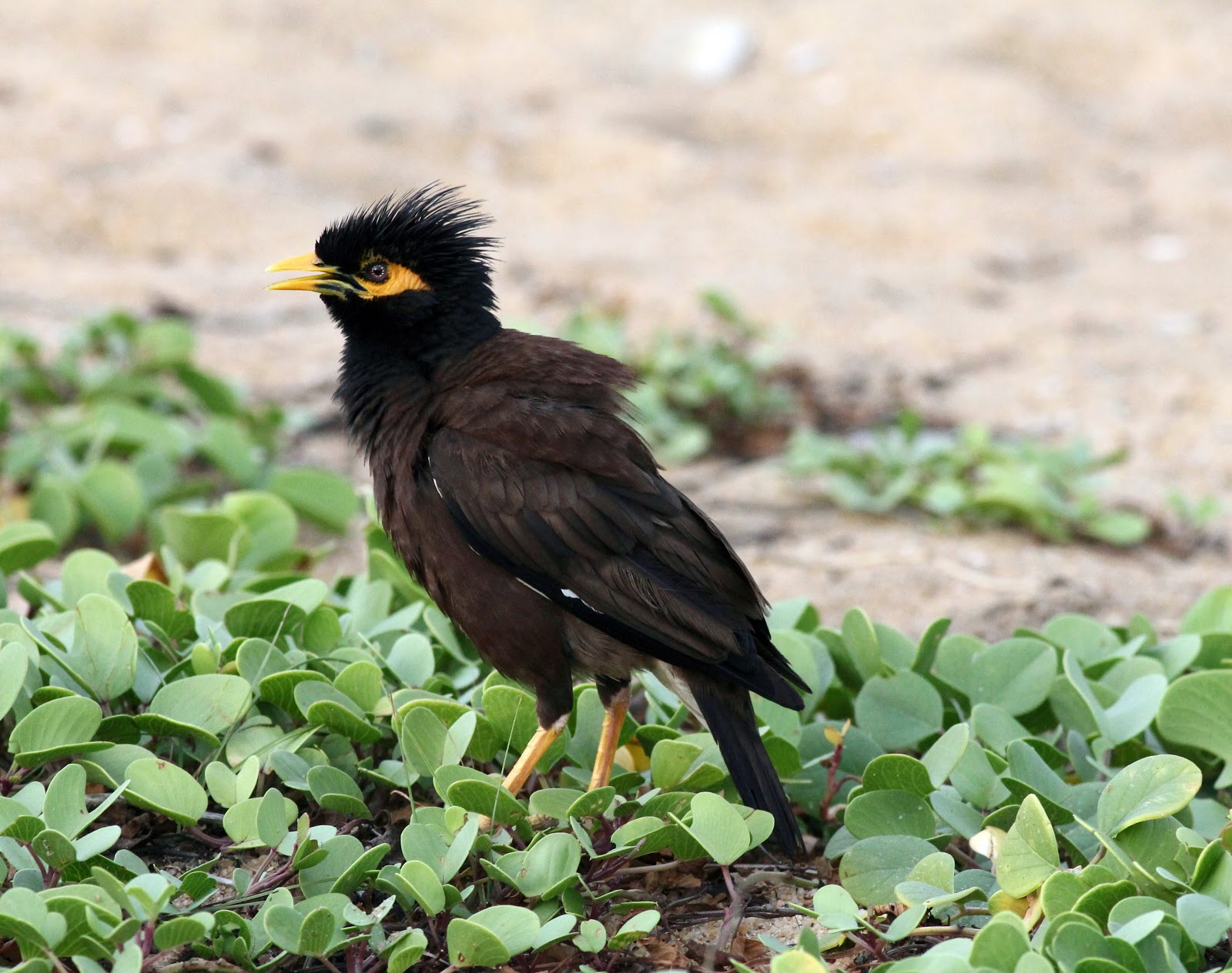 TimboBaggins Abroad: On Holiday & Birding in Sri Lanka