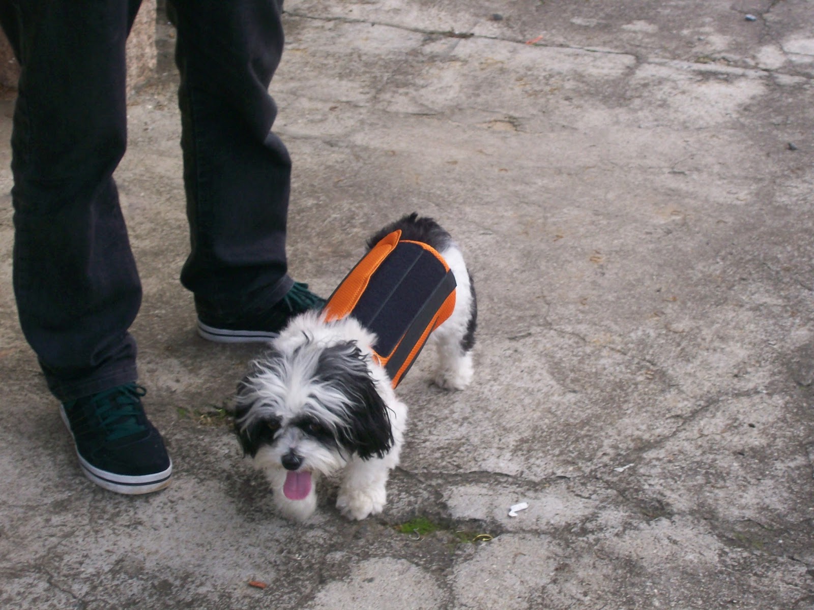 coluna imobilizador, estabilizador de coluna para cães - PetEscadas