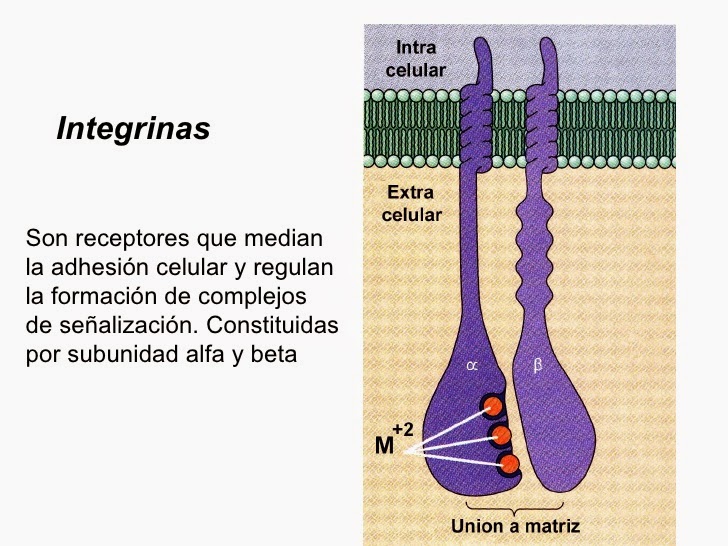 Célula y su Entorno