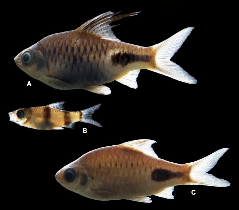 Species New to Science: [Ichthyology • 2010] Puntius rohani • a new ...
