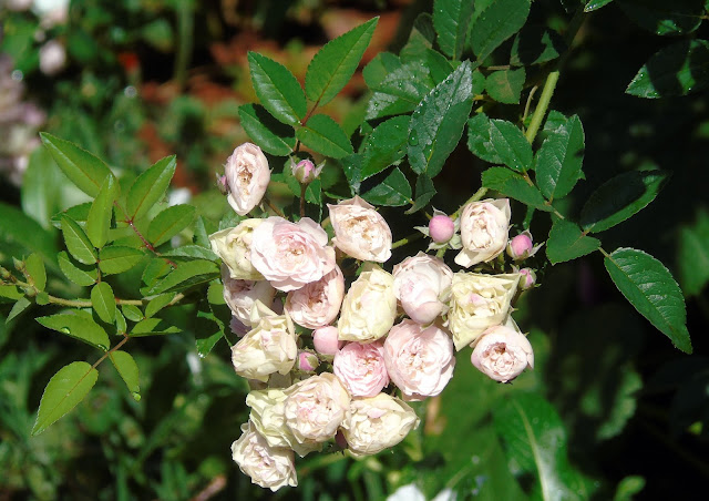 Rosas (Rosa spp.) | A planta da vez