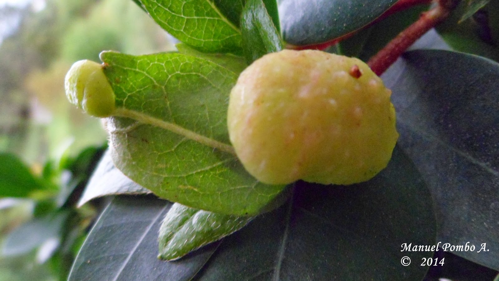 Un micólogo aficionado: Exobasidium rhododendri