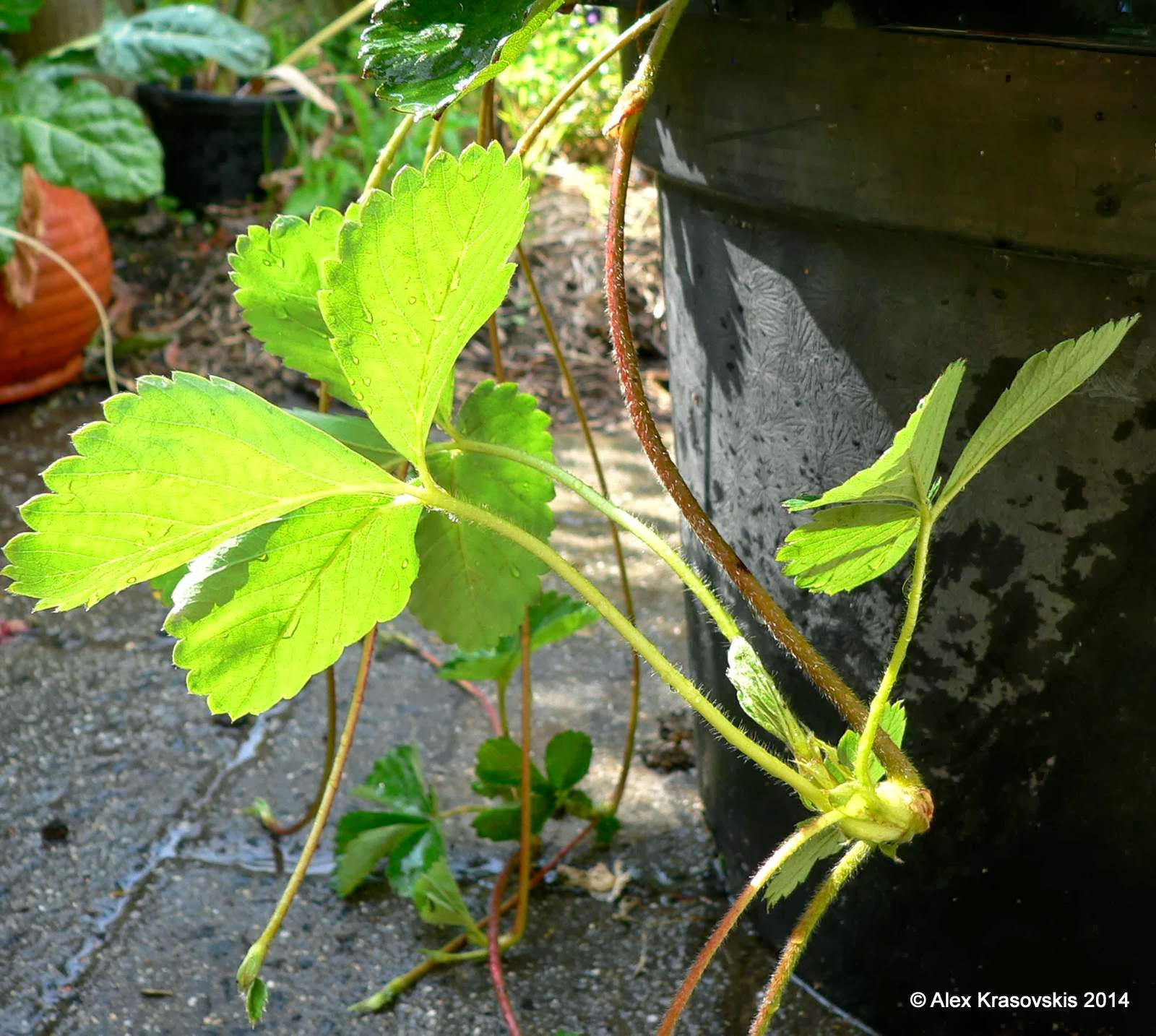 Aggregata Plants & Gardens: Propagating strawberry plants from runners ...