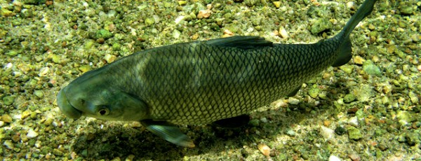 VIDA & MAGIA: Peixes de água doce do Brasil - Curimbatá (Prochilodus ...