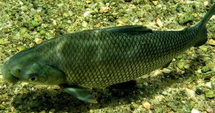 VIDA & MAGIA: Peixes de água doce do Brasil - Curimbatá (Prochilodus ...