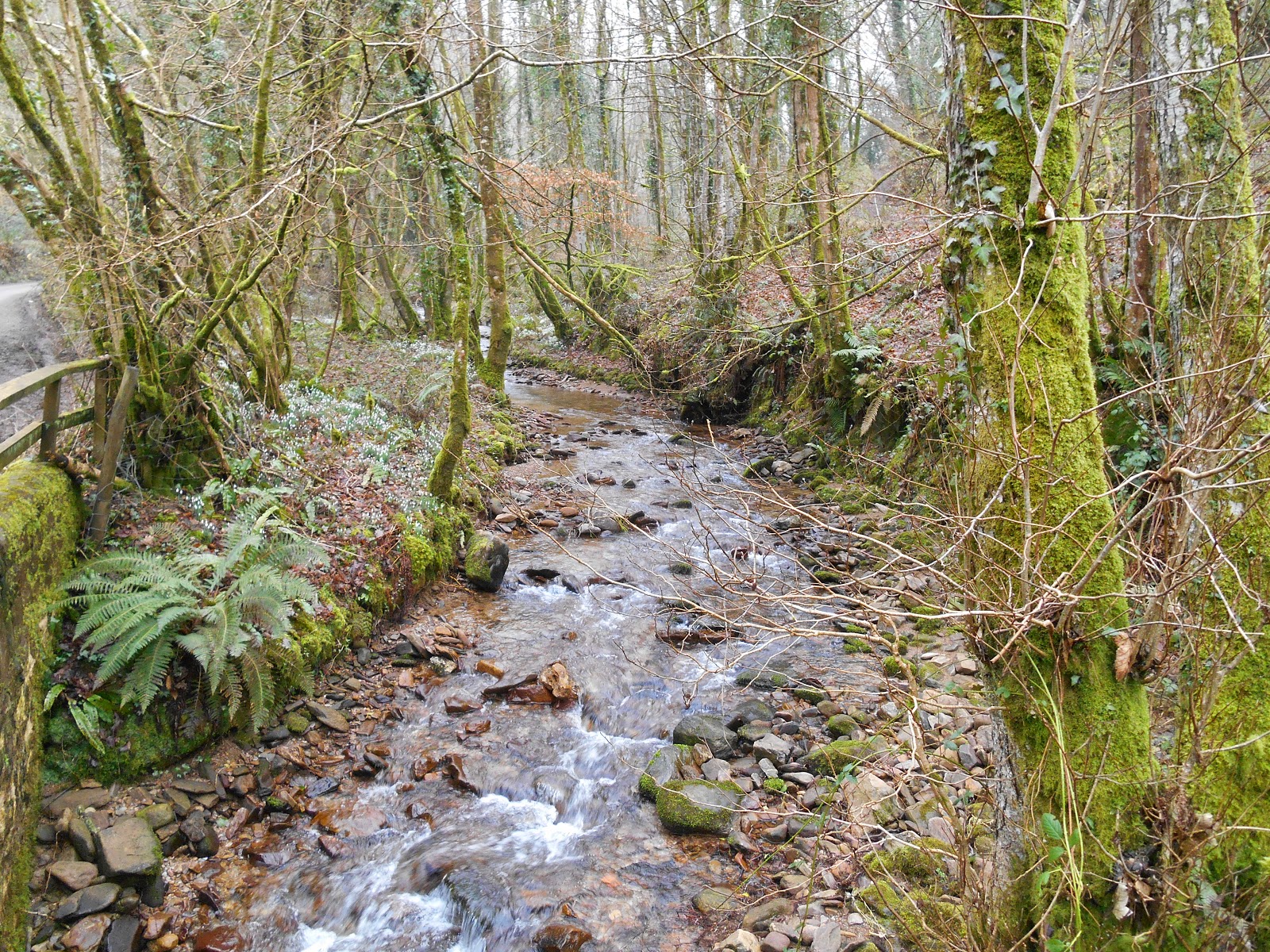 Off the Beaten Track in Somerset: Snowdrop Valley, Wheddon Cross, Exmoor