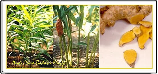 Goresan Mutiara Tanganku: Bangle ( Zingiber purpureum Roxb )