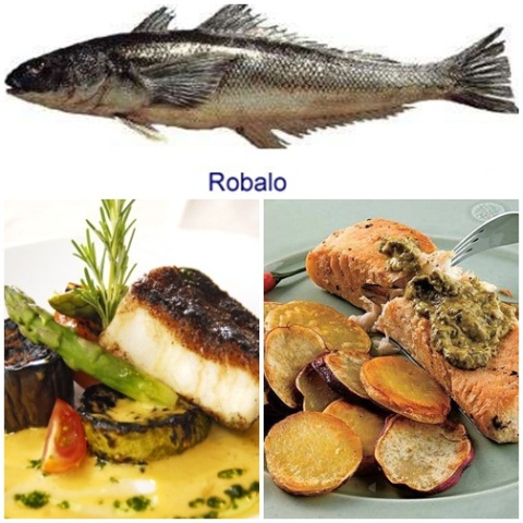 Quadro Curiosidades ! Você já comeu Robalo ? Veja onde encontrar essa ...