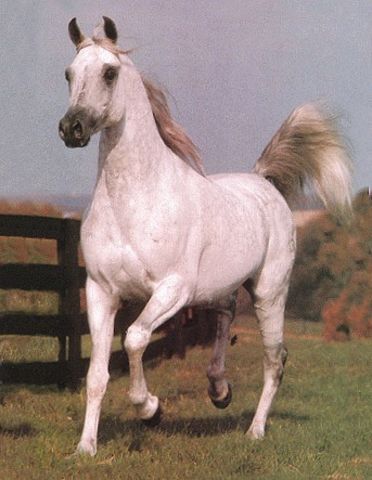 Caballo Árabe Magazine