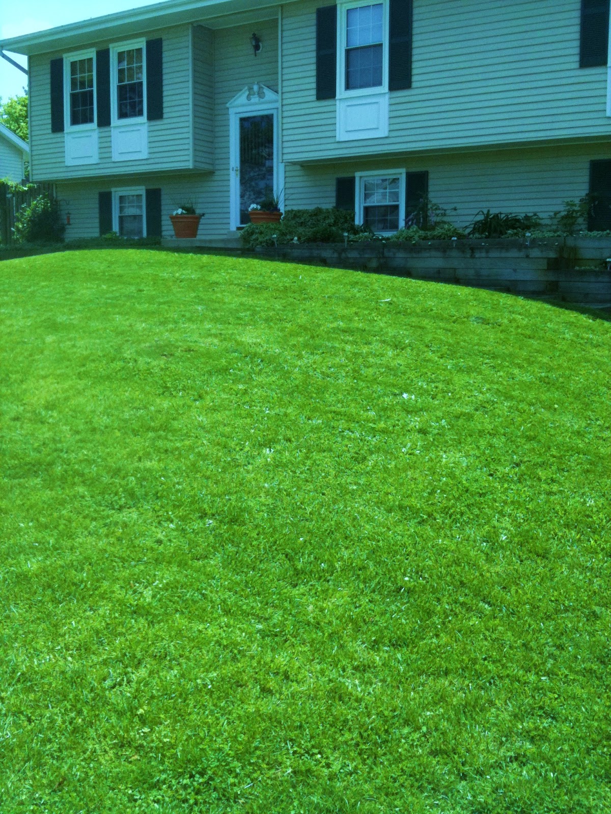 life in the dog house: Cursed Grass