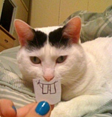 Goofy Cat | Funny Cat Pictures