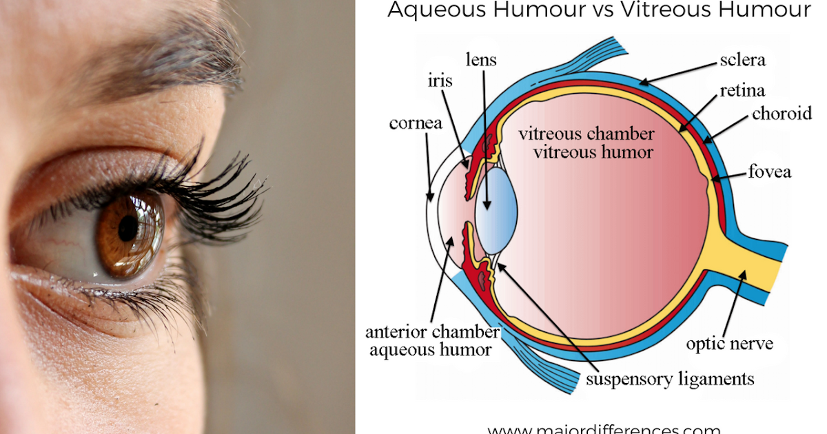 Difference between Aqueous Humour and Vitreous Humour (Aqueous Humour ...