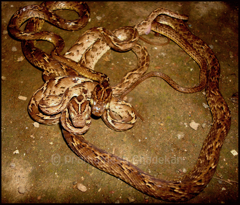 Prathamesh Ghadekar: The Common Cat Snake (Boiga trigonata) Mating.