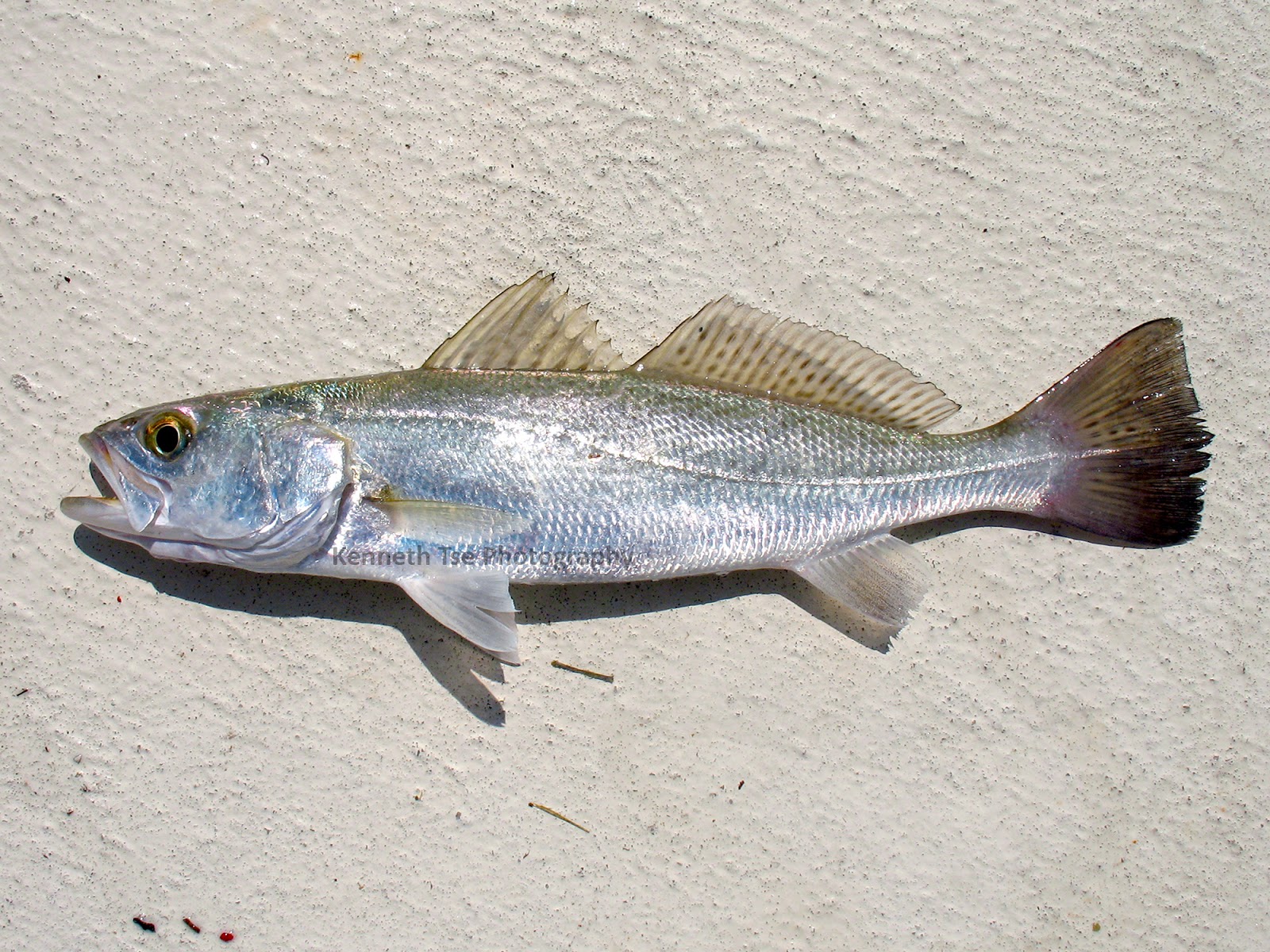 MuskieBait Adventures: Lifelist