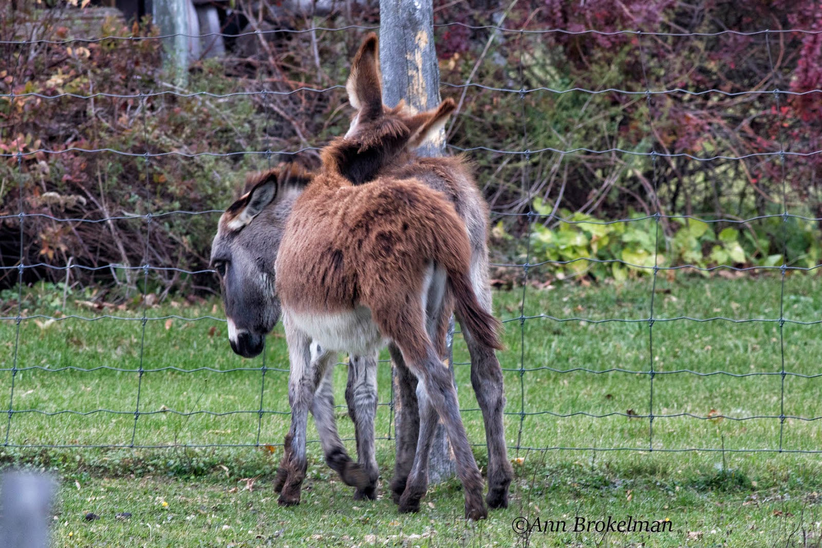 Ann Brokelman Photography: Donkeys on the back roads of Port Perry