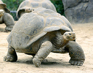 Tortoise Hard Shell Reptile | ImagesHit