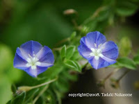 Viswa Bharati Vedic Astrology : Plants used as Patri for Vinaayaka ...