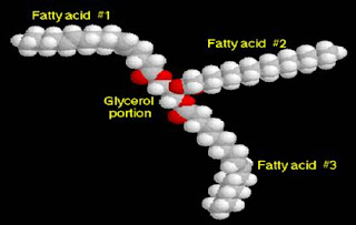 Senyawa Lemak, Minyak dan Lilin - Salsabila-Ravina