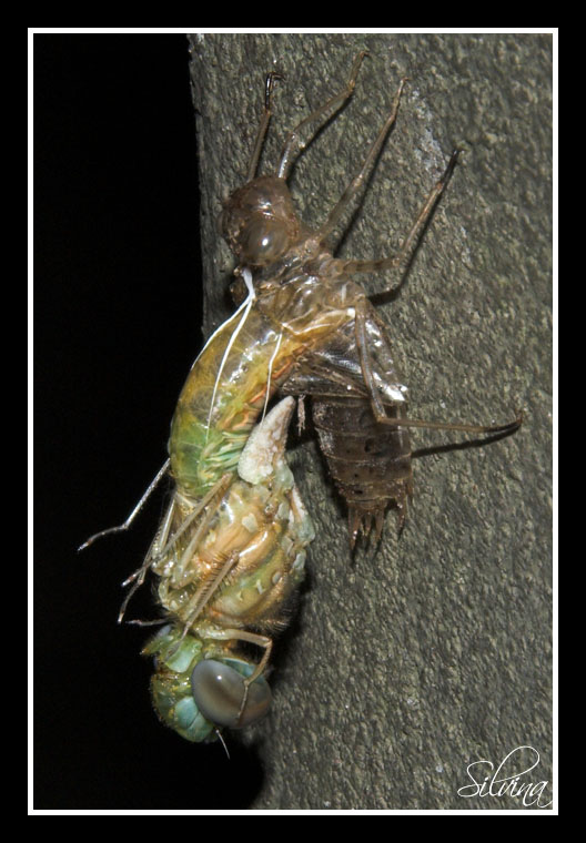 Mis Fotografias: El nacimiento de la libélula