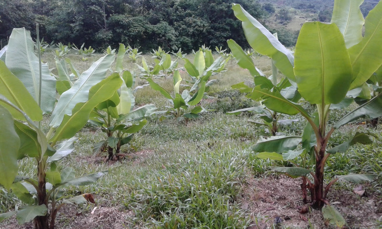 Prácticas de precosecha, cosecha y poscosecha del Bananito o Banano ...