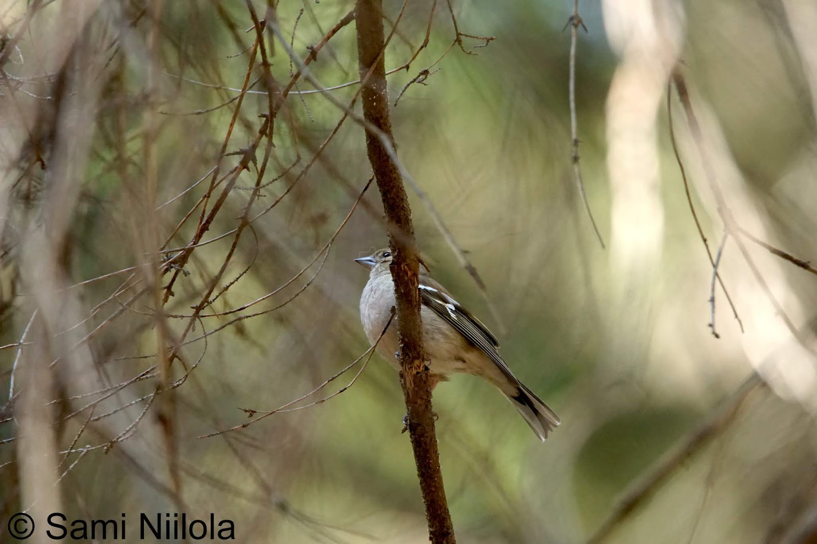 Samin luontokuvia nature photos: PEIPPONEN (Fringilla coelebs)