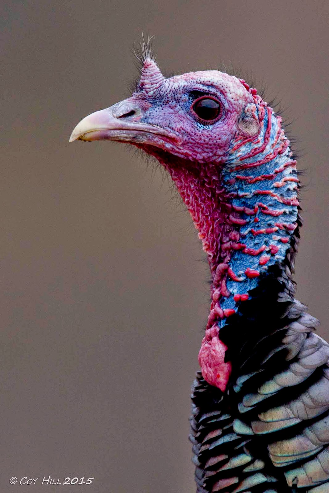 Country Captures: Mood Swings: Eastern Wild Turkey