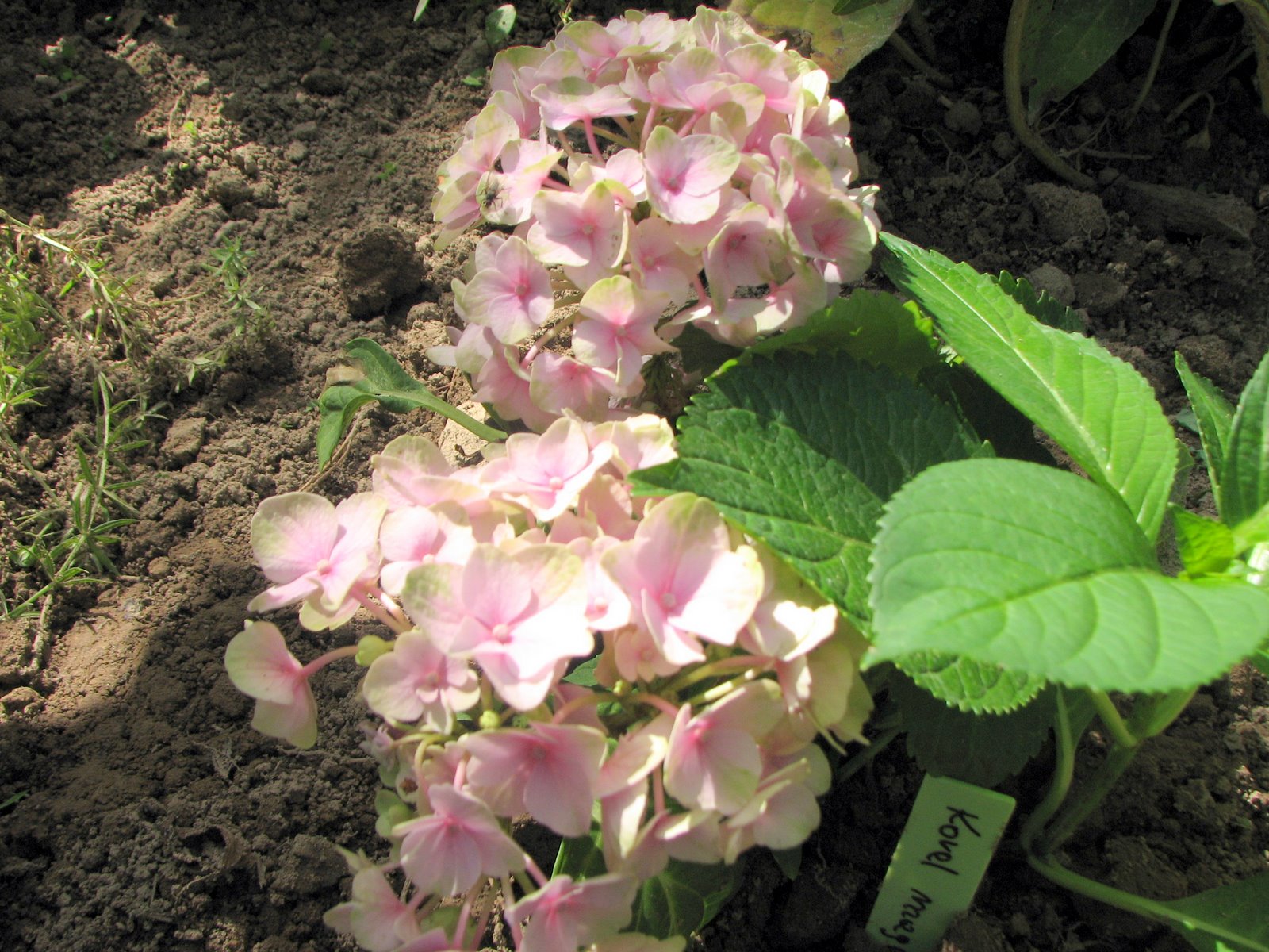 Hydrangea, Hortensja: Hydrangea macrophylla (Hortensja ogrodowa ...