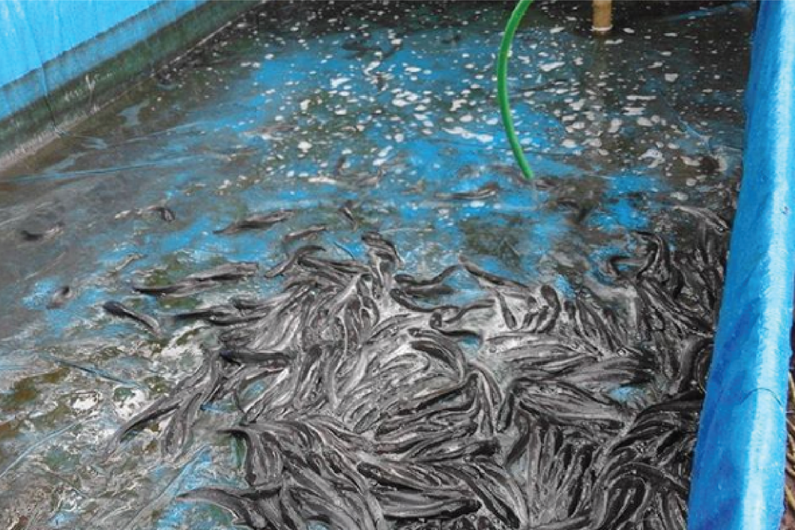 Memelihara Ikan Lele Sering Mati? Ikuti 5 Tips Jitu Berikut! - Nakama ...