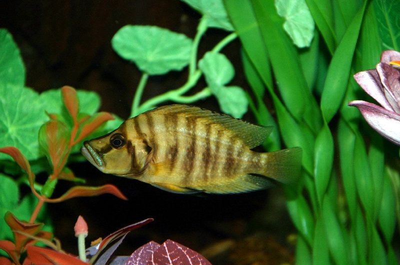 9 Jenis Ikan Cichlid Afrika Dari Danau Tanganyika