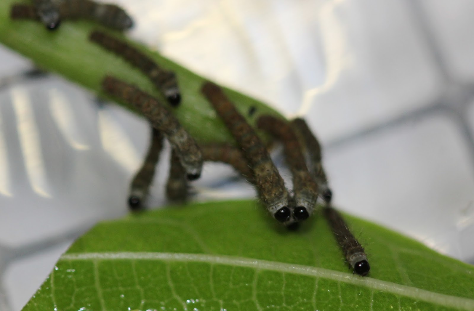 Amazing Silkworms: Eggs and Baby Silkworms