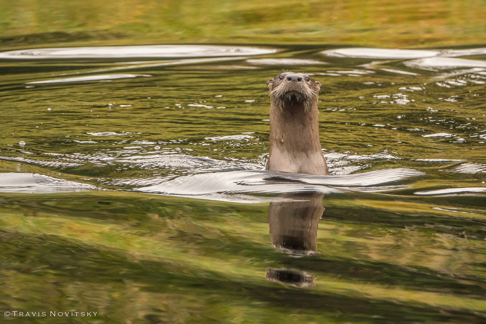 Photography by Travis Novitsky - Photo Journal: Swamp River Otters
