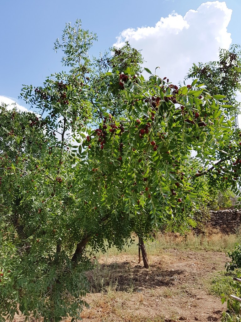 No le digas a mi madre que estoy haciendo fotos: Azufaifa, fruto del ...