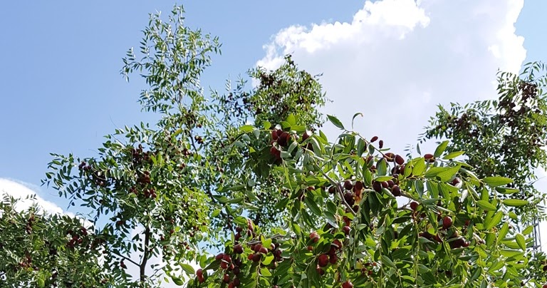 No le digas a mi madre que estoy haciendo fotos: Azufaifa, fruto del ...