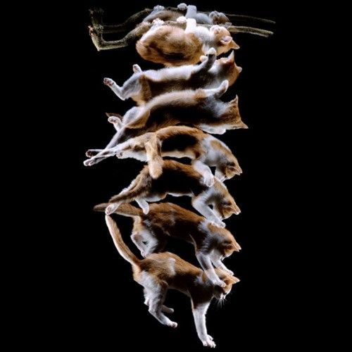 Arca de Noia: GATOS. Accidentes frecuentes I: Caída libre