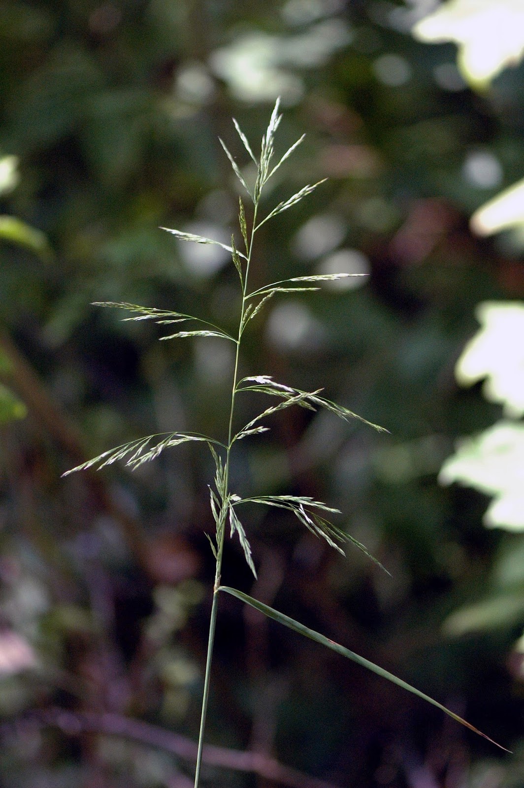 Field Biology in Southeastern Ohio: September 2013