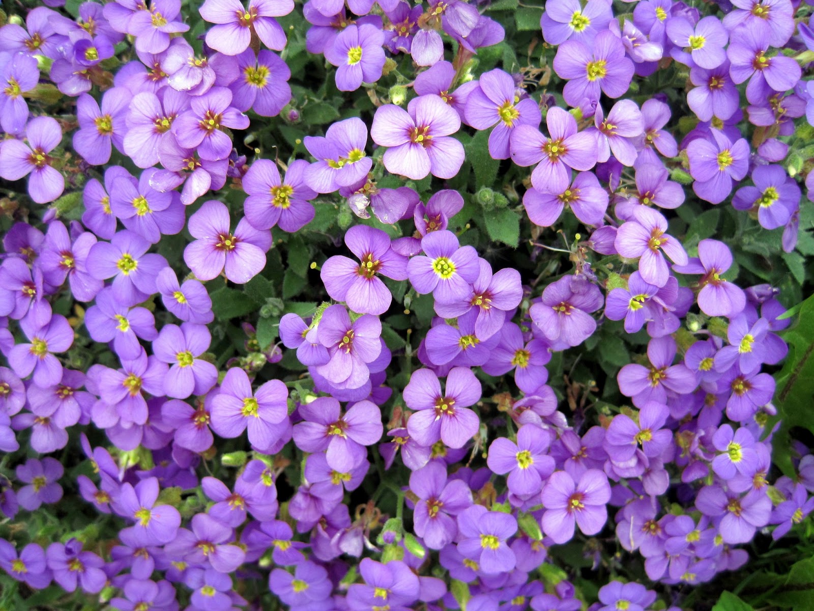 Landbohaven: Blomster billeder.