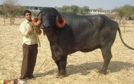 Dairy Farming: Buffalo Pics