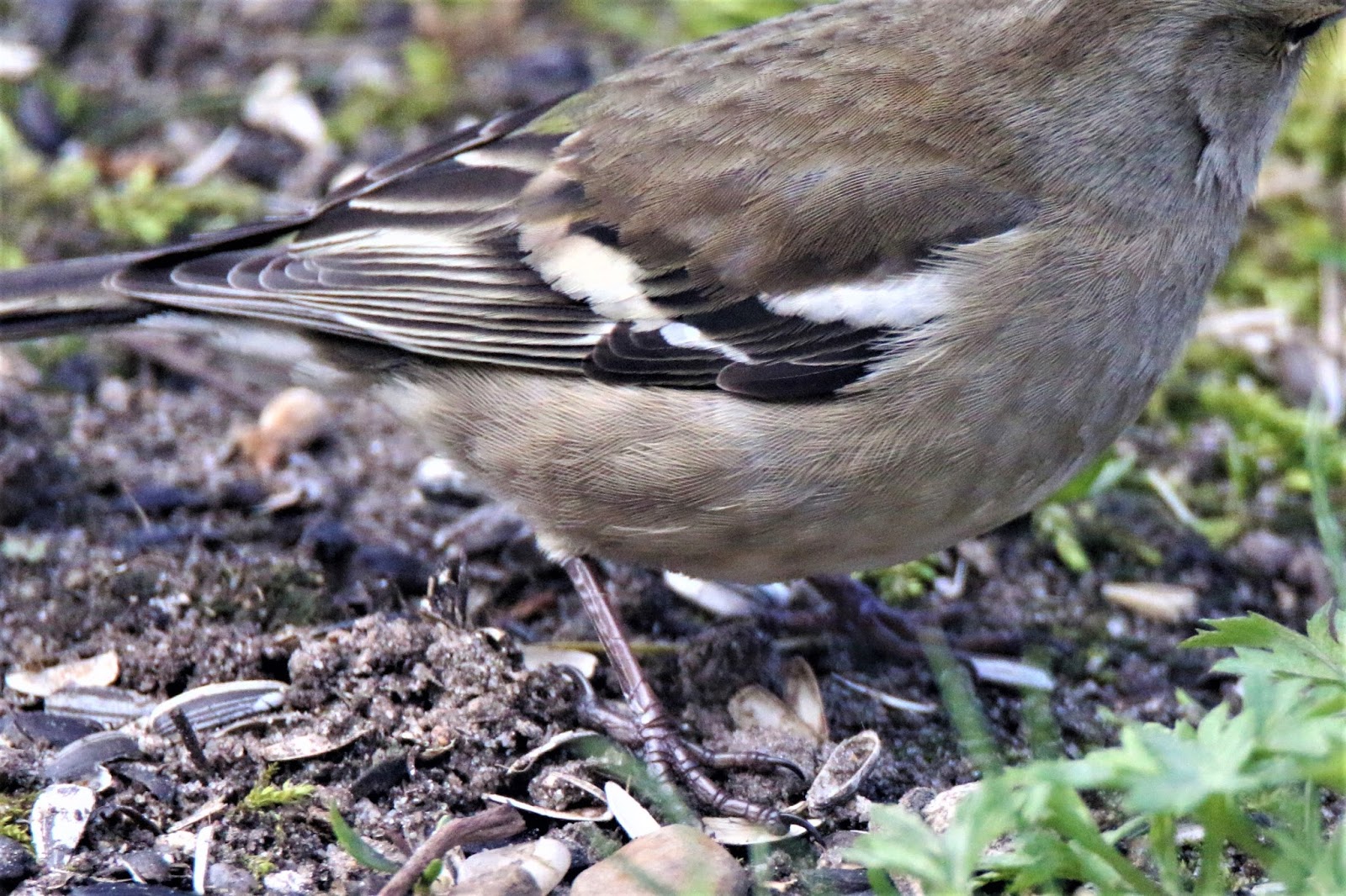 Mine naturfotos: Haven 25/4