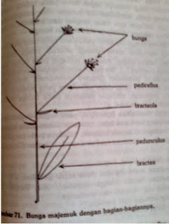 isnaanjani: MORFOLOGI BUNGA