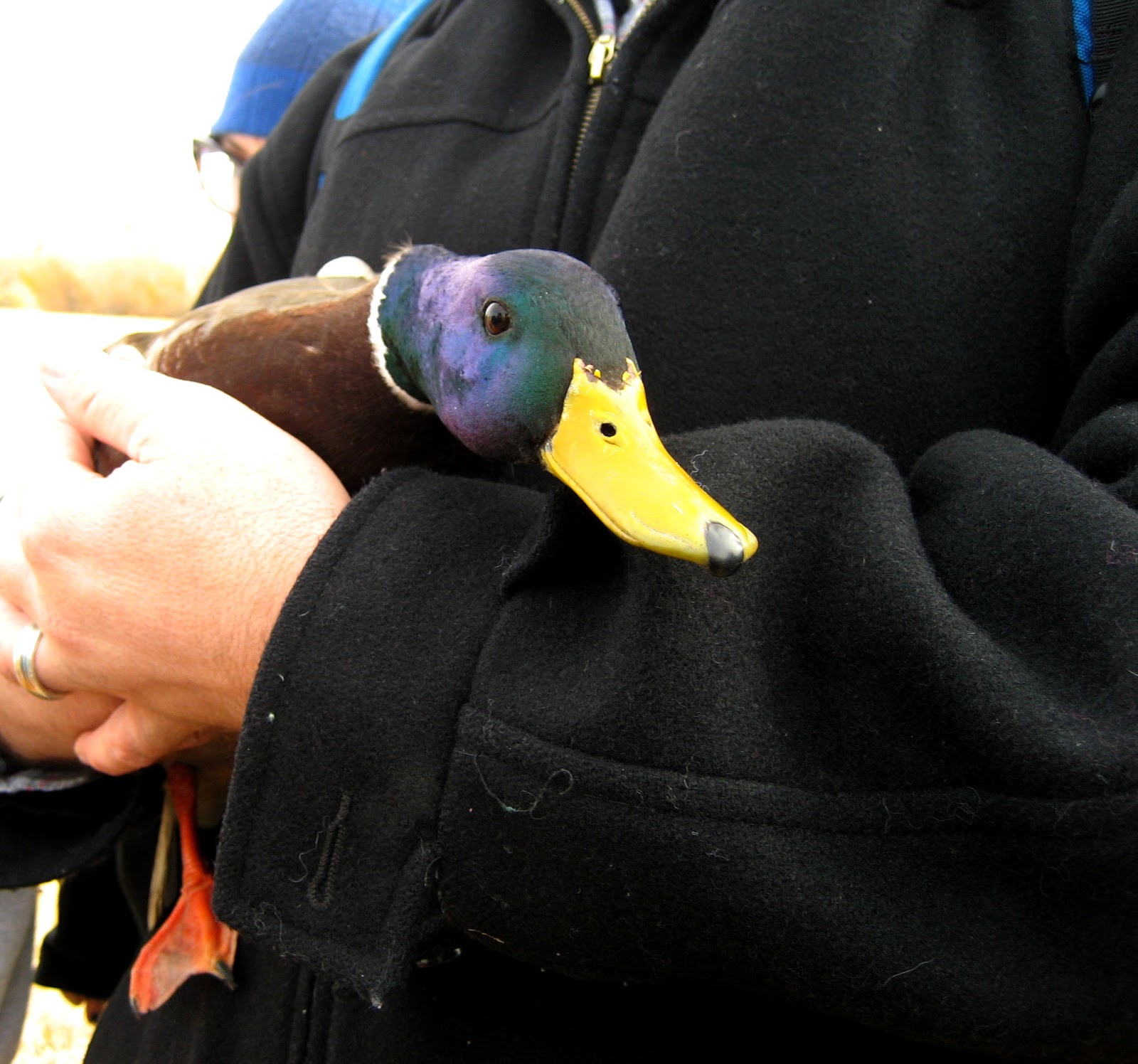Living Rootless: Bosque del Apache, NM: Festival of Cranes: The Ducks