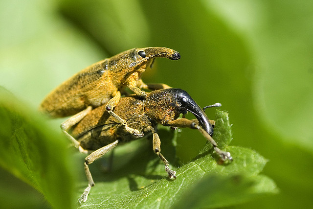 The Love Bugs | The Ark In Space
