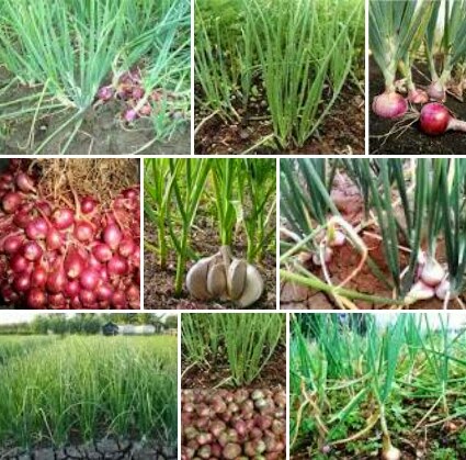 'Rancah Educating": Penanaman bawang merah yang mudah