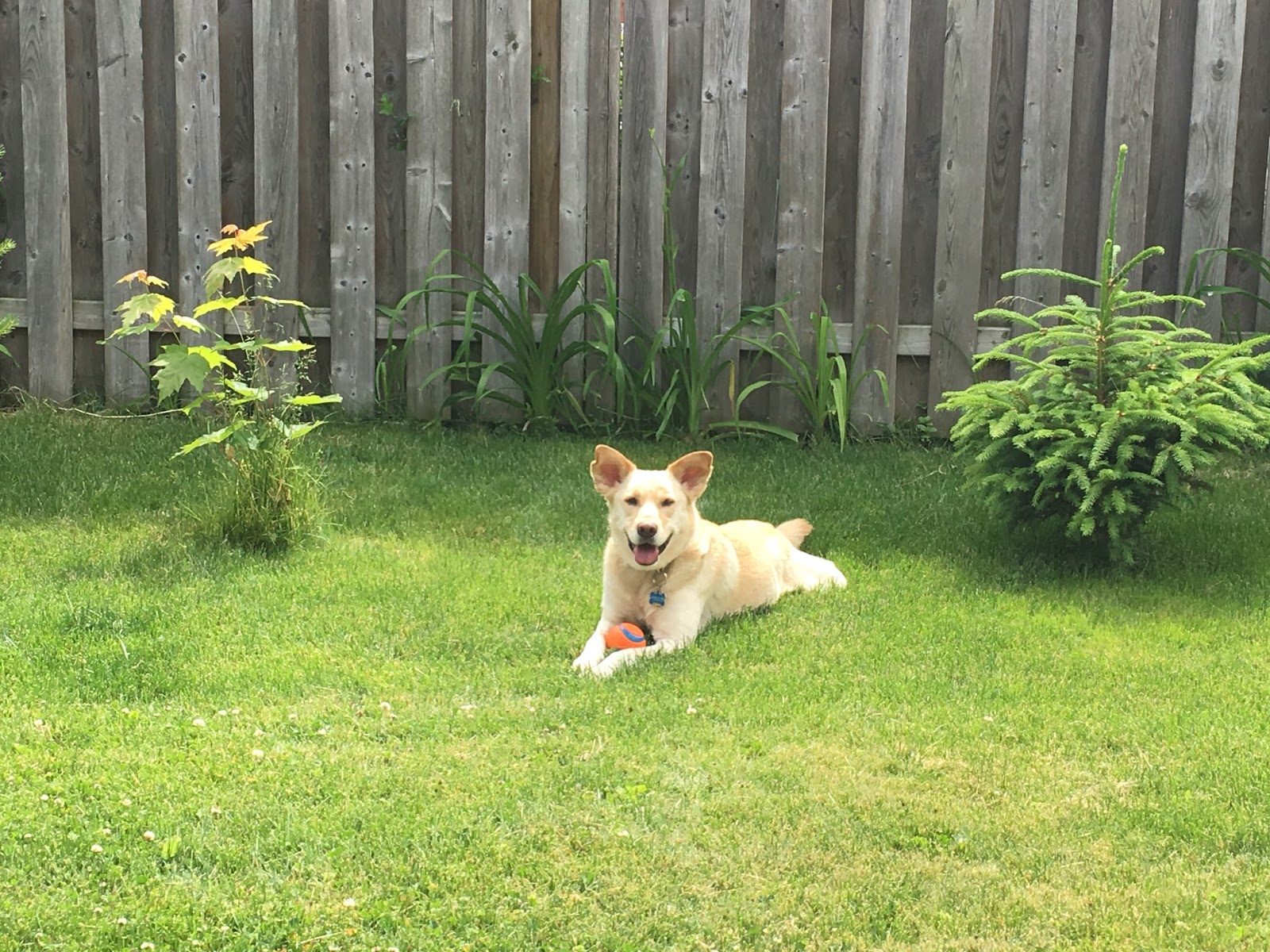 Pound Dogs Toronto Animal Services - dog adoption - animal shelter